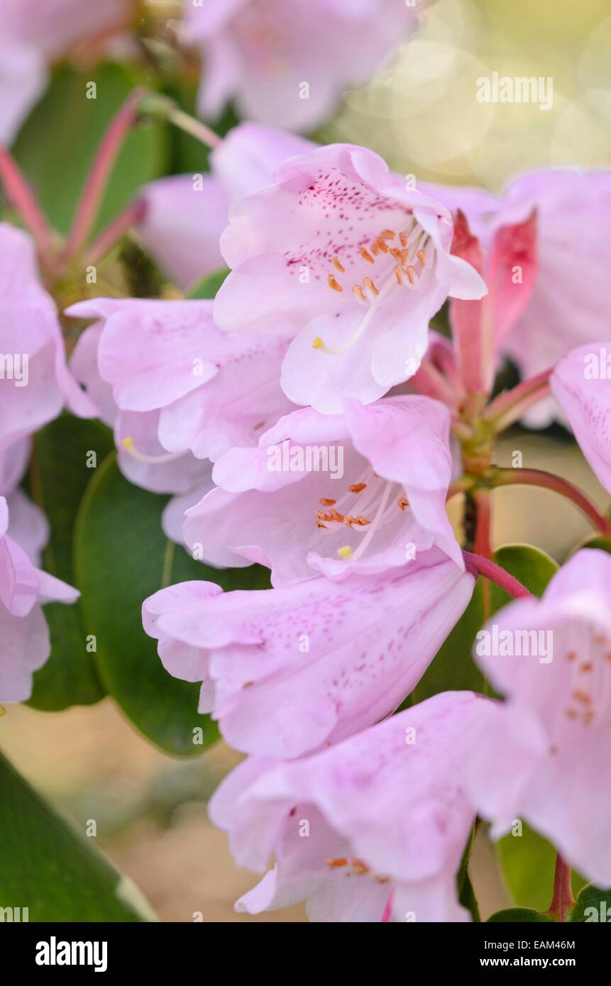 Rhododendron (Rhododendron oreodoxa Stock Photo - Alamy