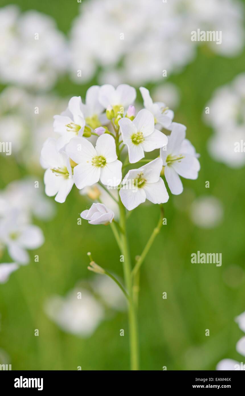 Cuckoo flower (Cardamine pratensis Stock Photo - Alamy