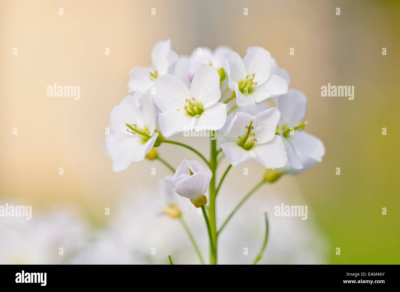 Cuckoo flower (Cardamine pratensis Stock Photo - Alamy