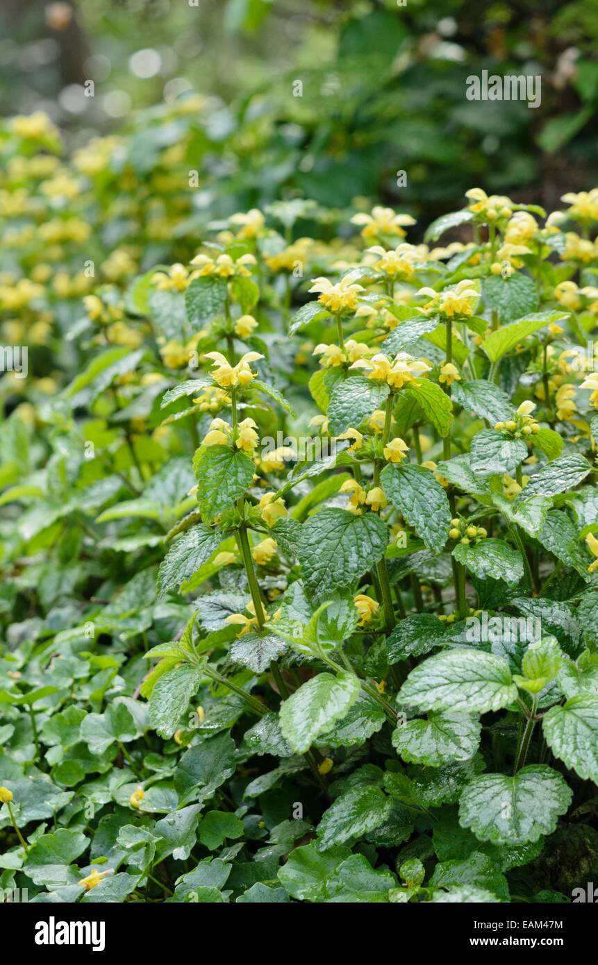 Yellow archangel (Lamium galeobdolon 'Variegata' syn. Lamiastrum ...