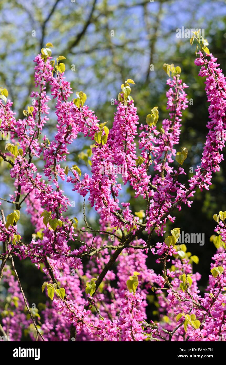 Chinese redbud (Cercis chinensis Stock Photo - Alamy