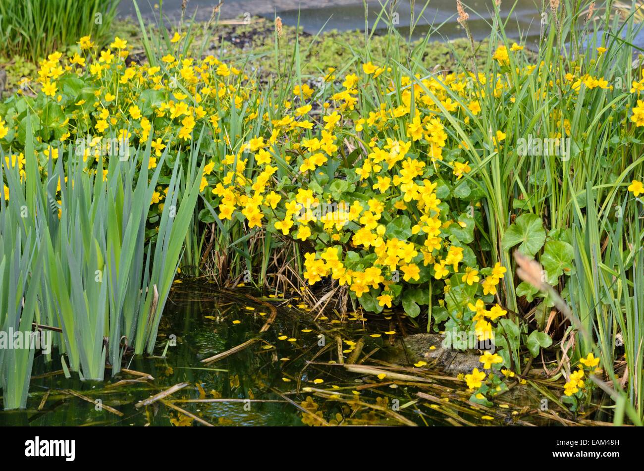 Marsh marigold hi-res stock photography and images - Alamy