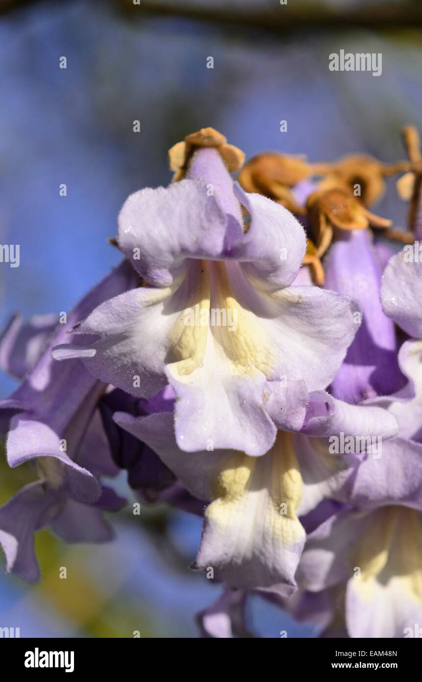 Foxglove tree (Paulownia tomentosa Stock Photo - Alamy