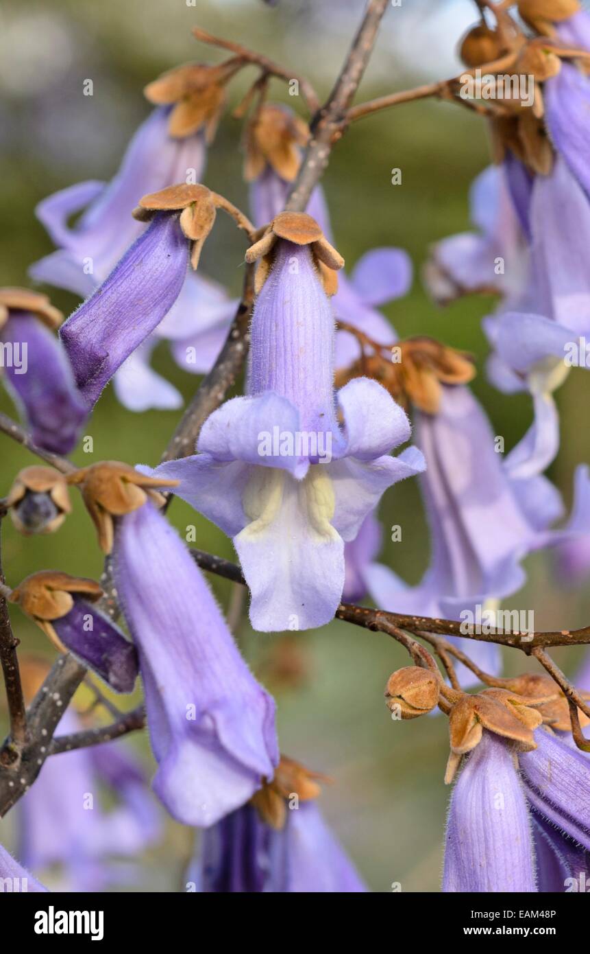 Foxglove tree (Paulownia tomentosa Stock Photo - Alamy