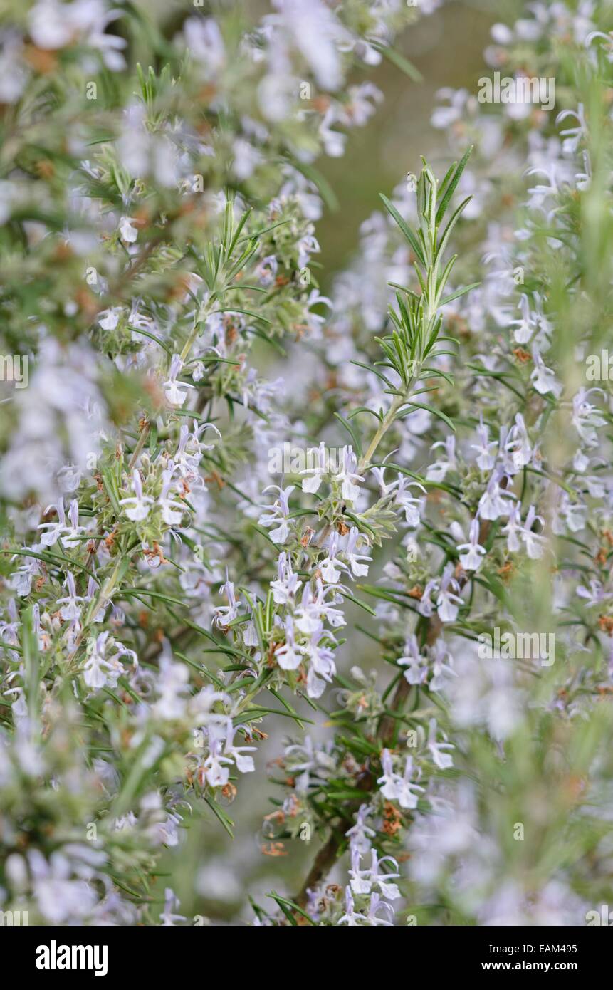 Rosemary (Rosmarinus officinalis Stock Photo - Alamy