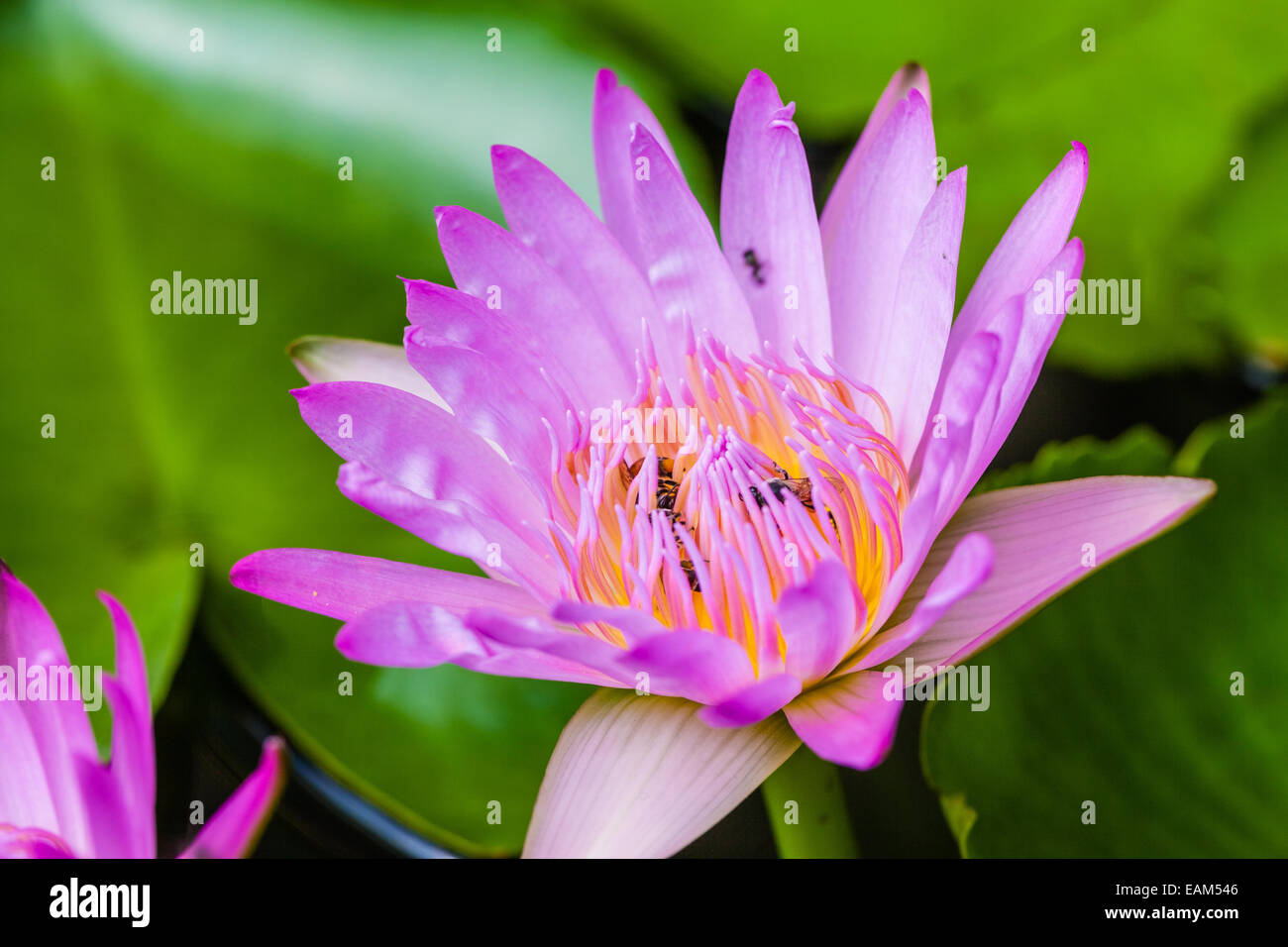macro shot of a lotus flower or water lily Stock Photo - Alamy