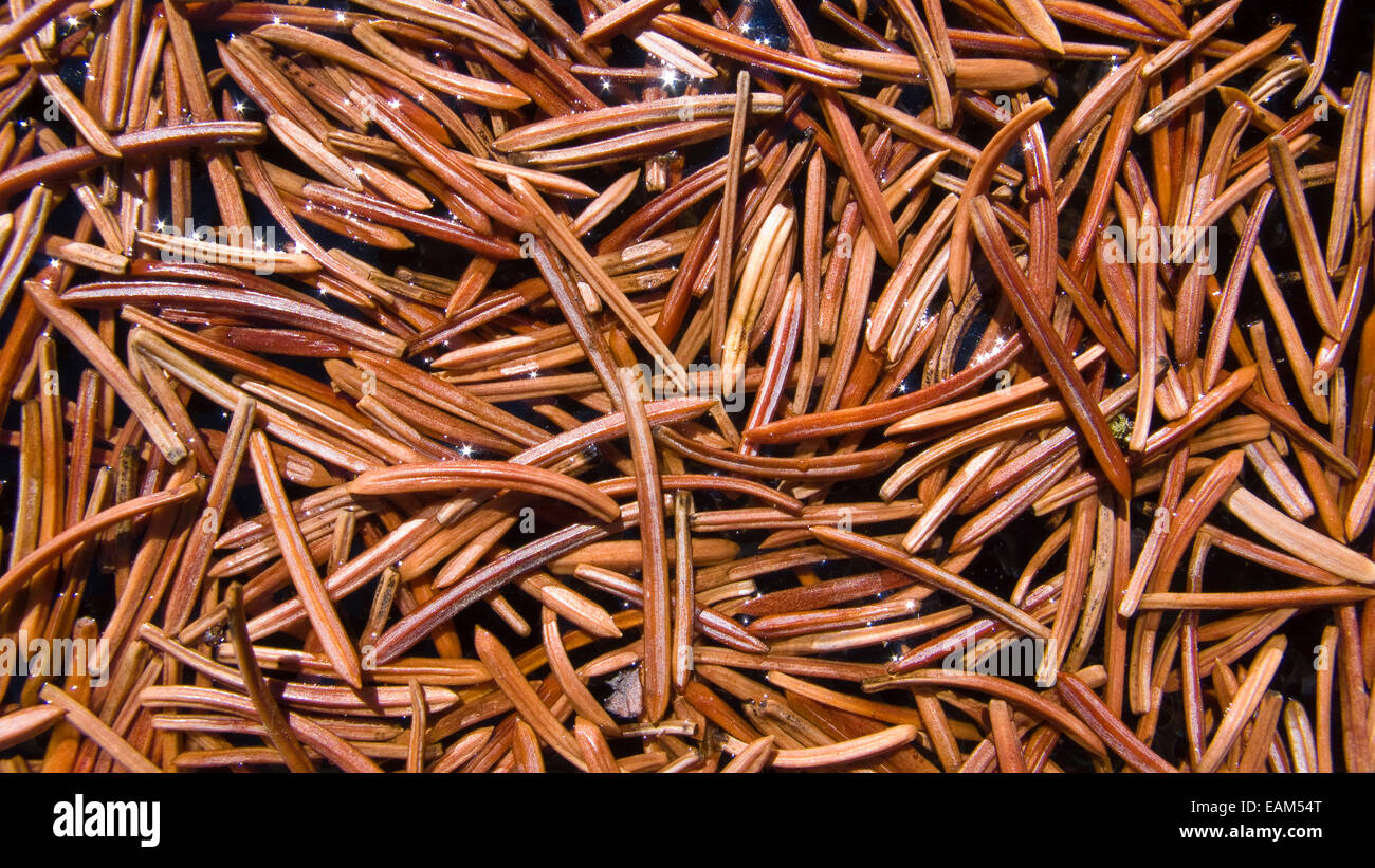 Close Up Of Spruce Needles Floating On Water At Bird Point Recreational ...