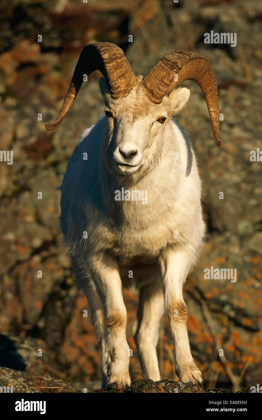 Portrait Of Dall Ram Sheep Chugach Mtns Sc Ak Winter Stock Photo - Alamy