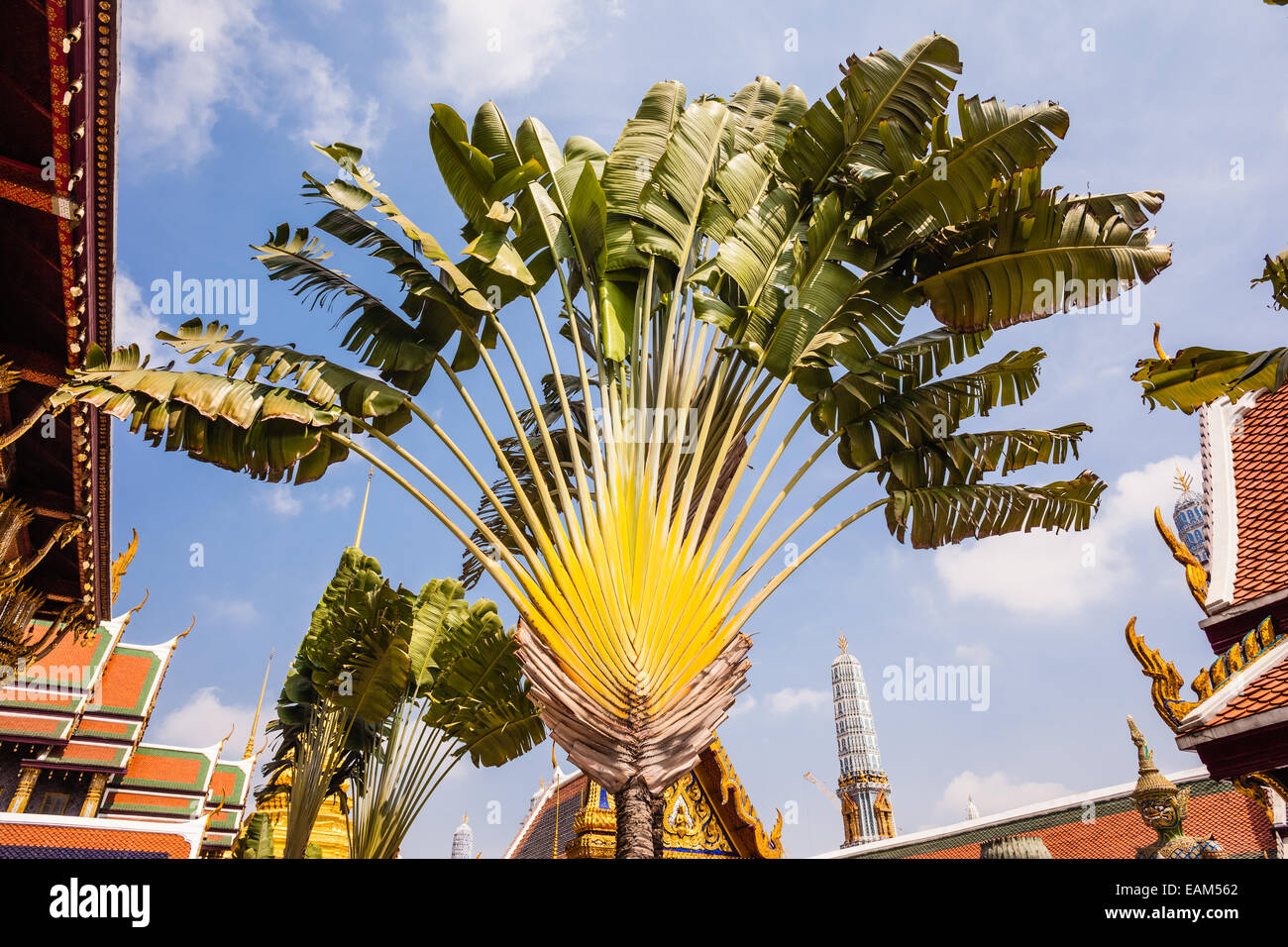 Ravenala madagascariensis, commonly known as Traveller's Tree or ...