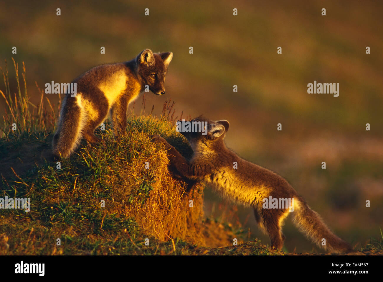Arctic Fox Kits At Den Near Kuparuk North Slope Alaska Stock Photo - Alamy