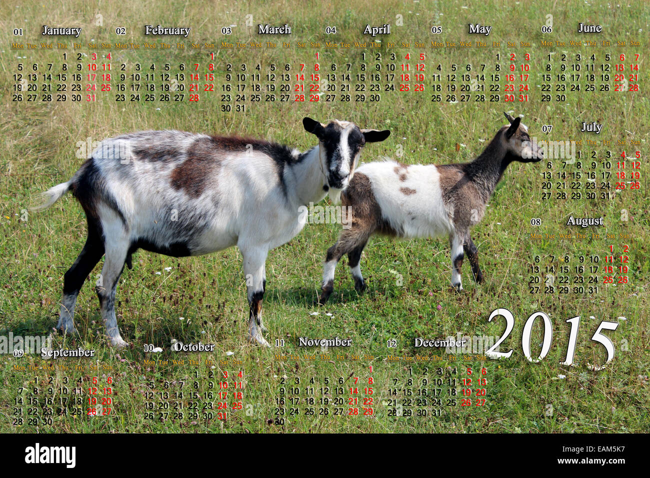 beautiful calendar for 2015 year with goats on the pasture Stock Photo ...