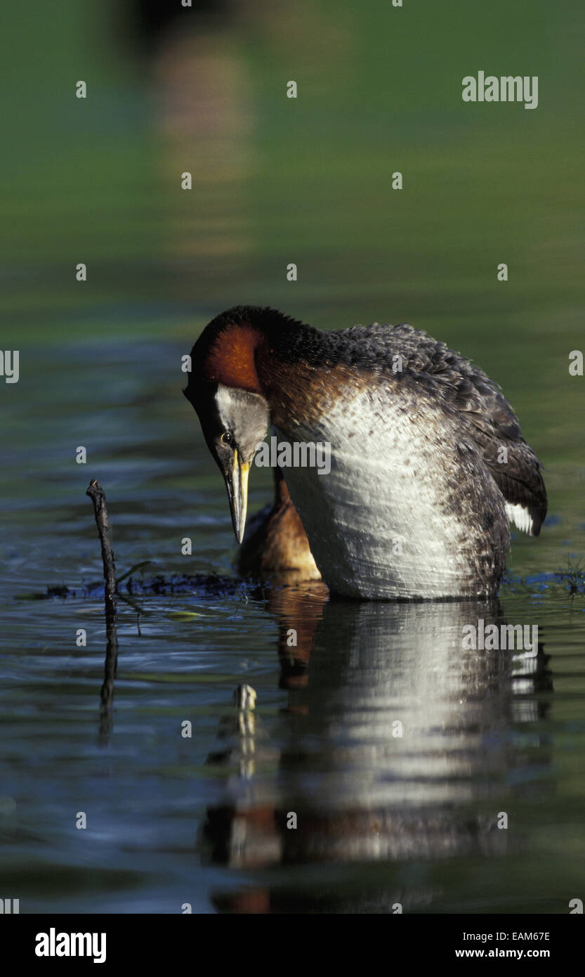 Red-Necked Grebe Nest Building Cheney Lake Sc Ak Stock Photo - Alamy