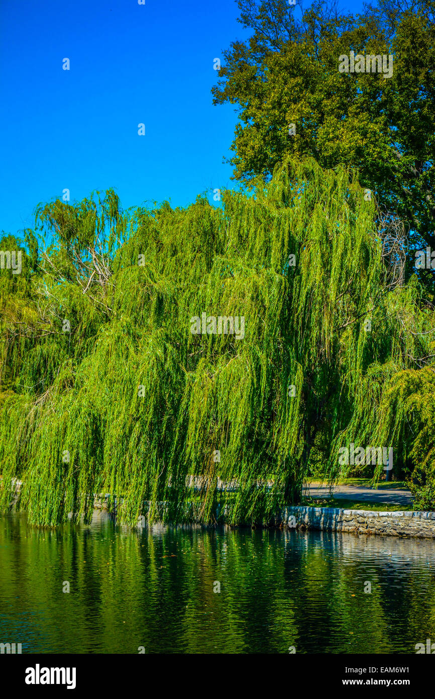 A Willow tree hangs over Lake Watauga in Centennial Park, home to the ...