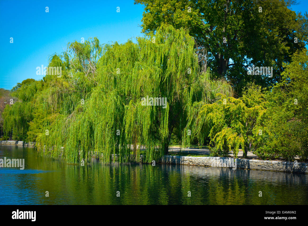A Willow tree hangs over Lake Watauga in Centennial Park, home to the ...