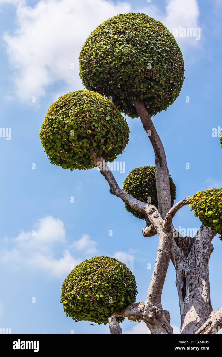 a beautiful shaped tree over a blue sky with clouds Stock Photo - Alamy