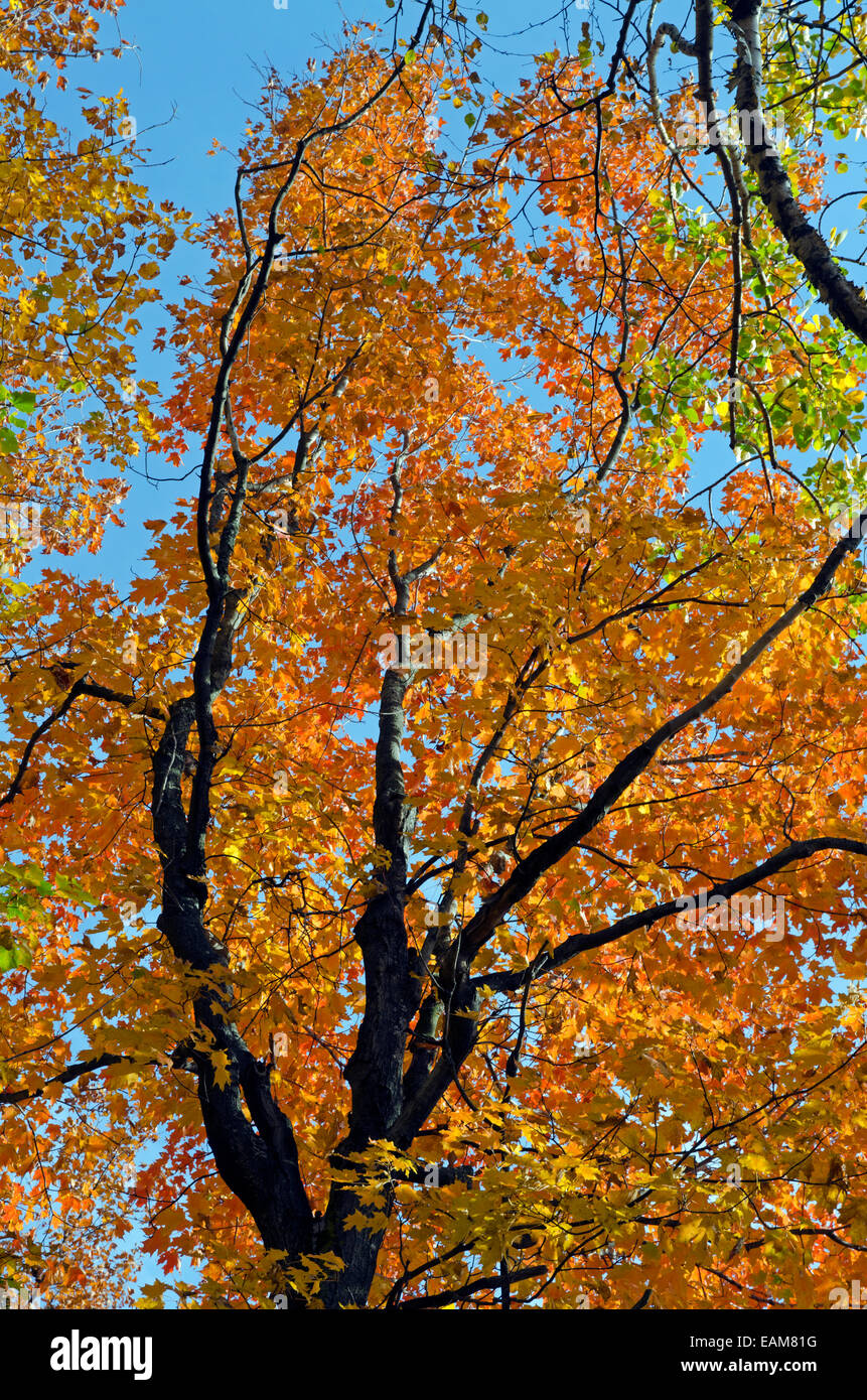 Mono cliffs provincial park hi-res stock photography and images - Alamy