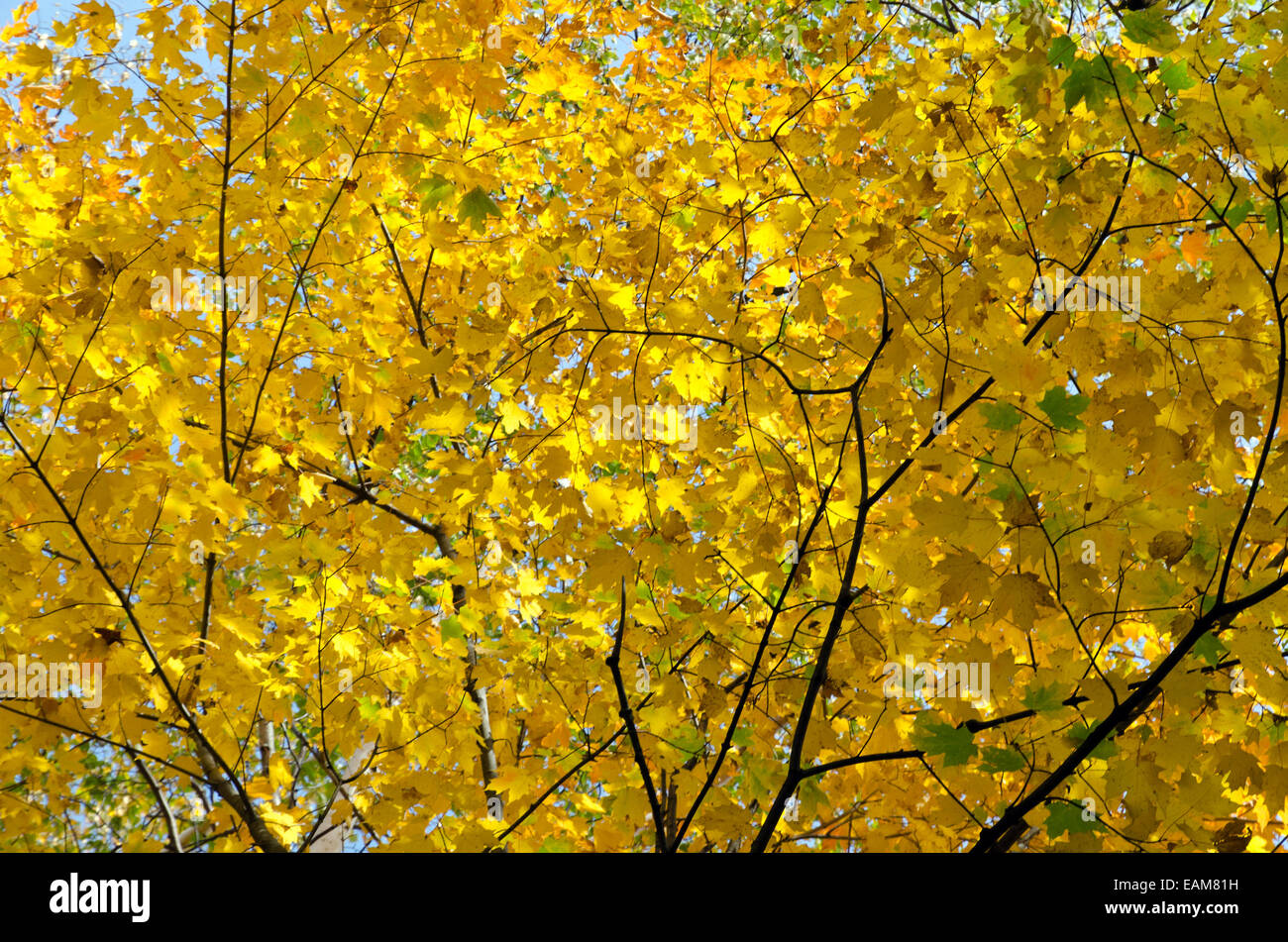 Fall's colorful trees in park. Ontario, Canada Stock Photo - Alamy