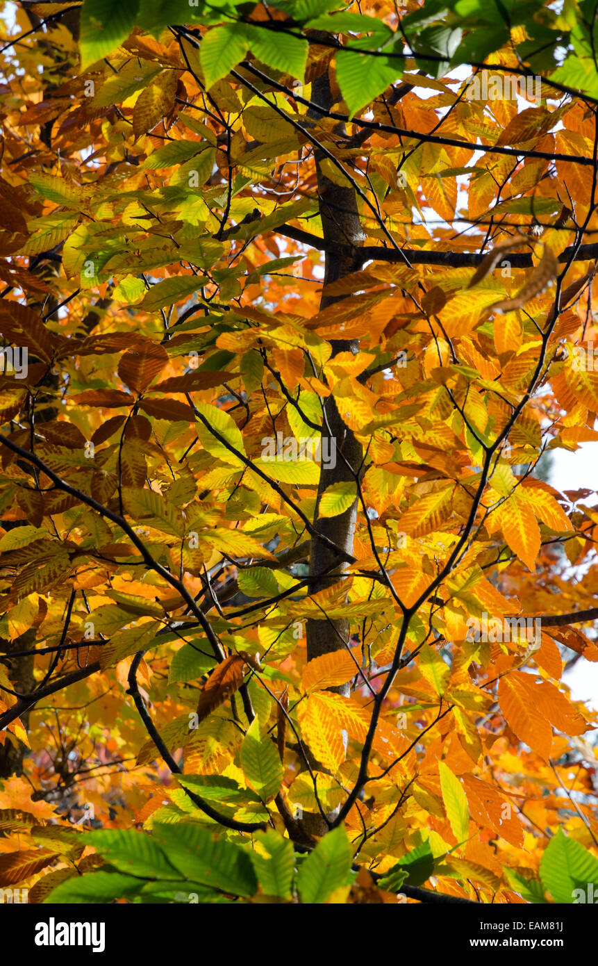 Fall's colorful trees in park. Ontario, Canada Stock Photo - Alamy