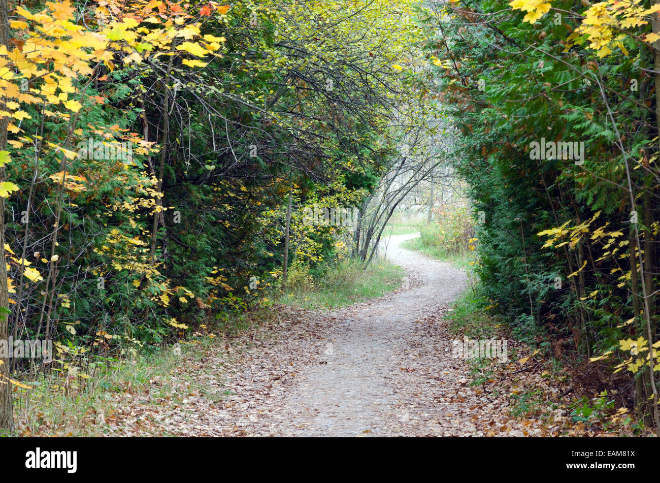 Fall's colorful trees in park. Ontario, Canada Stock Photo - Alamy