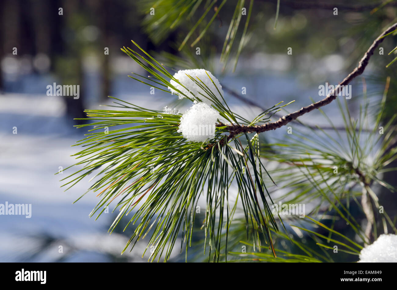 Canadian forest in winter time Stock Photo - Alamy
