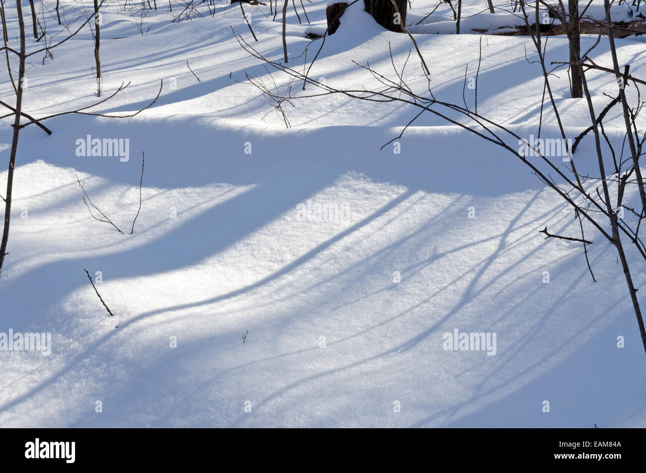 Canadian forest in winter time Stock Photo - Alamy