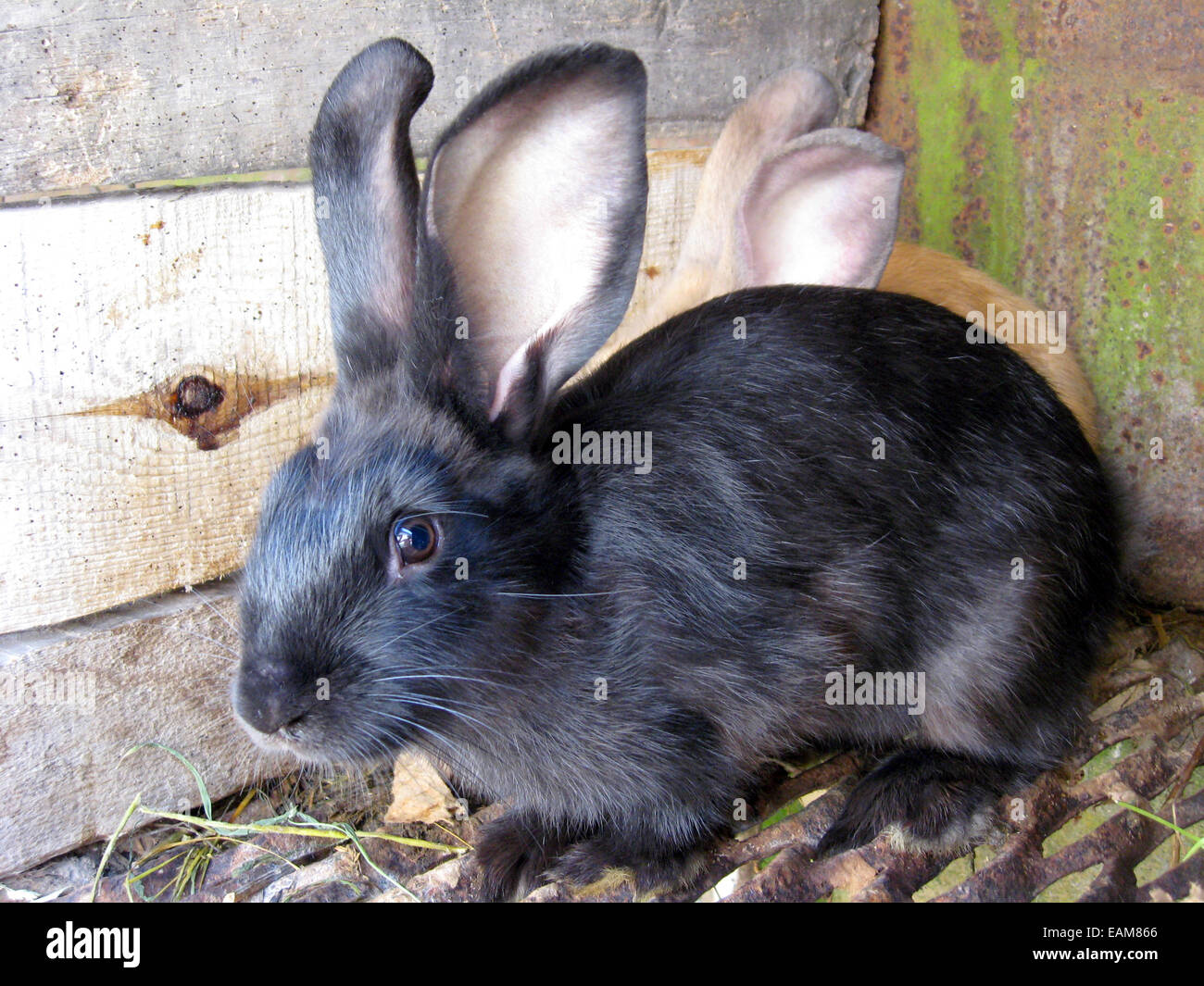 Rabbit teeth hi-res stock photography and images - Alamy