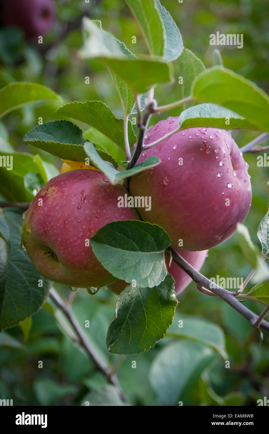 A Close Up of Apples on an Apple Tree Stock Photo - Alamy