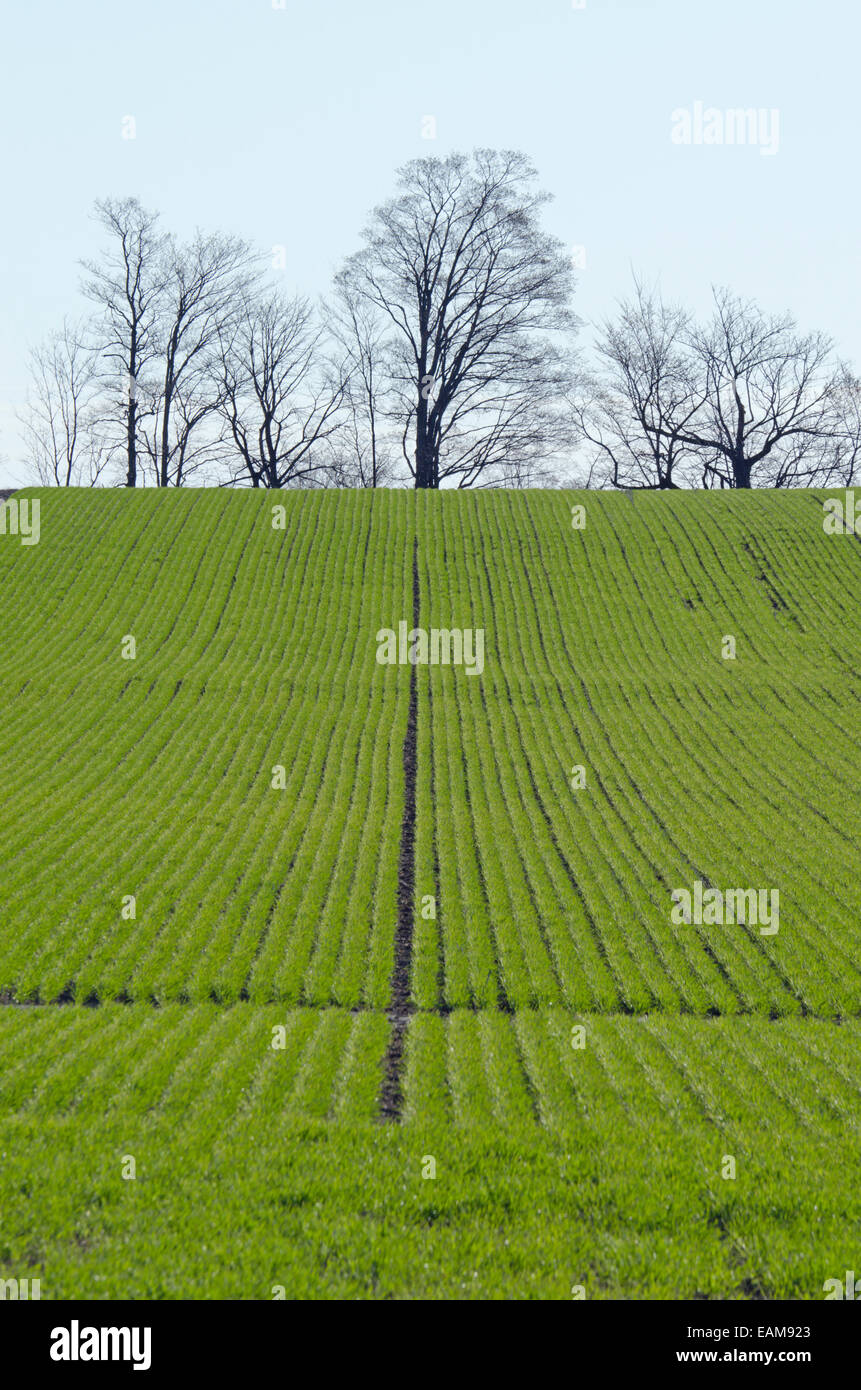 Rows of soy plants in a cultivated farmers field Stock Photo - Alamy