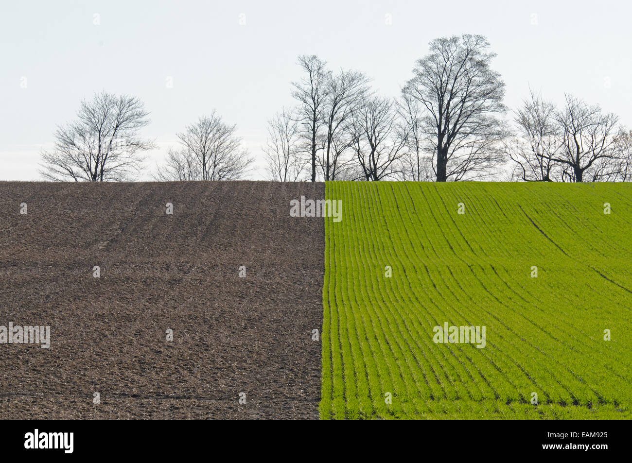 Rows of soy plants in a cultivated farmers field Stock Photo - Alamy