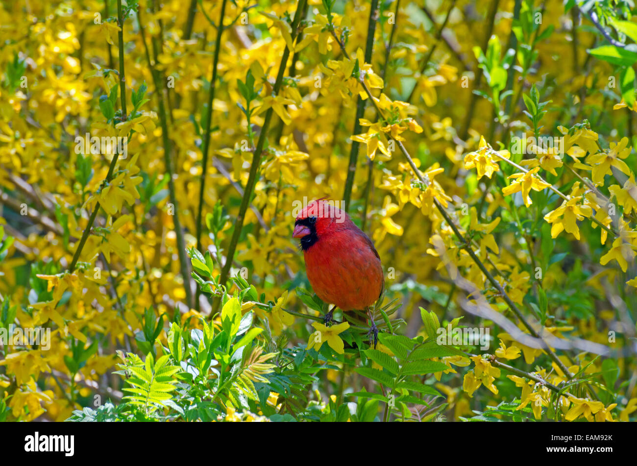 Northern Cardinal (cardinalis cardinalis) on a stump in spring Stock ...