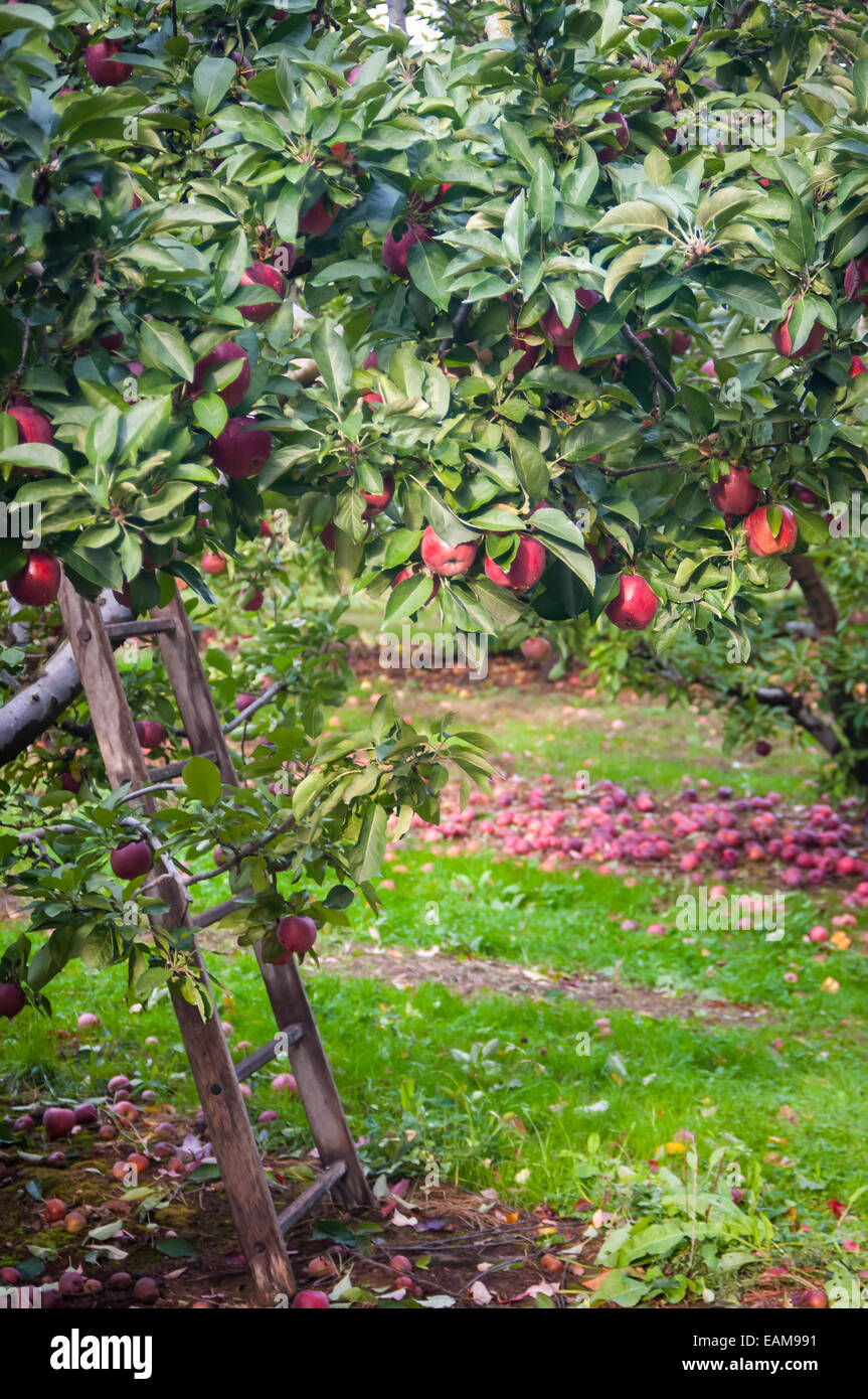 A View of Apple Trees in an Apple Orchard Stock Photo - Alamy