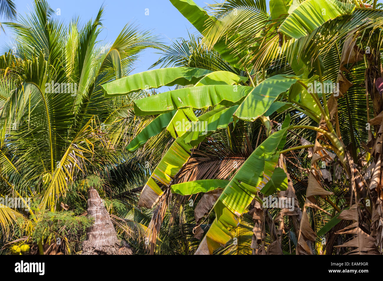 Banana tree leaves in the thai jungle over a blue sky Stock Photo - Alamy