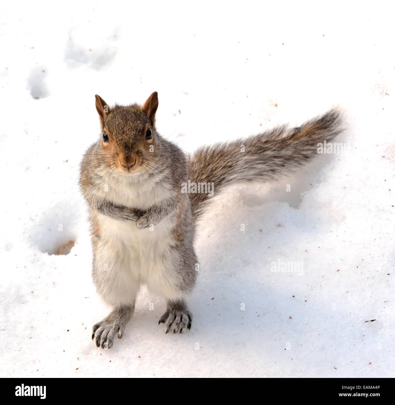 Grey Squirrel standing on the snow looking toward the camera Stock ...