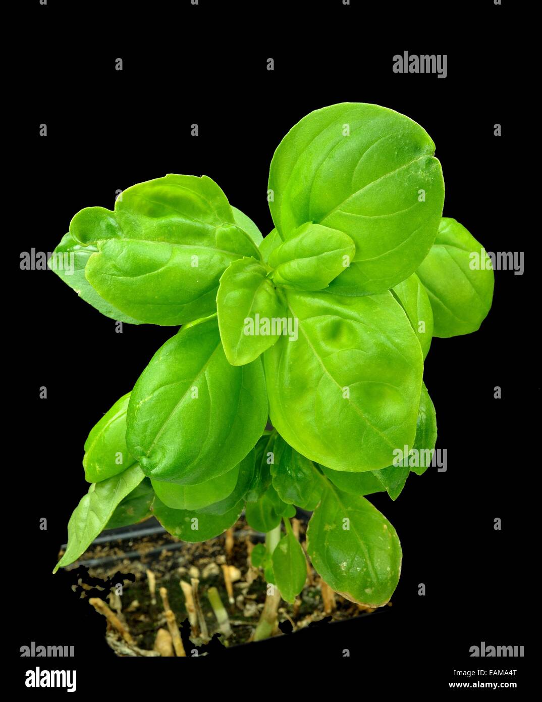 Small Basil plant on a black background Stock Photo - Alamy