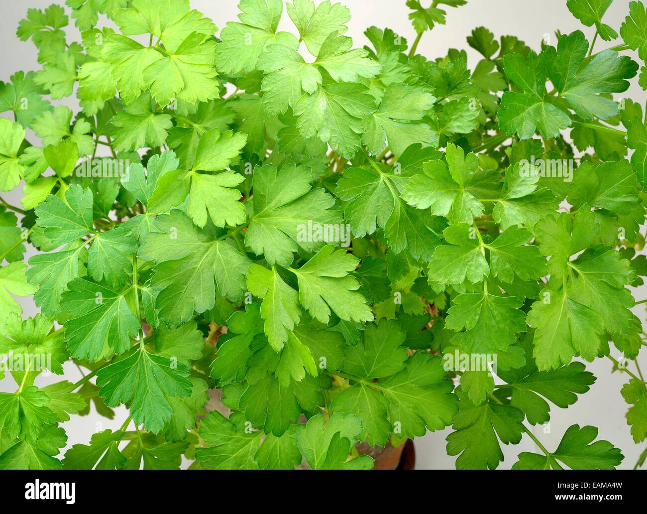 Closeup of a parsley plant on a white background Stock Photo - Alamy