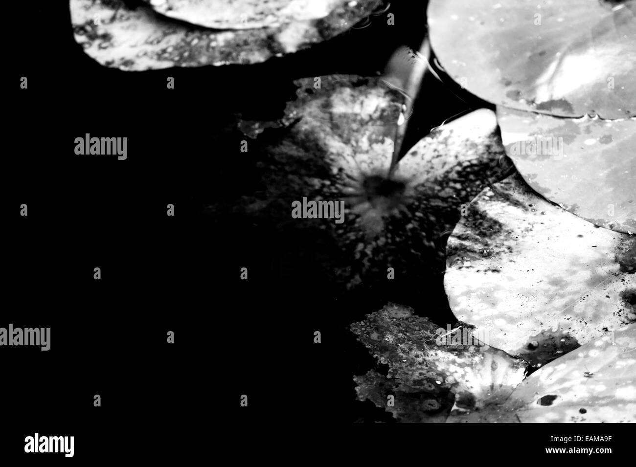 Rotting lily pads Stock Photo - Alamy