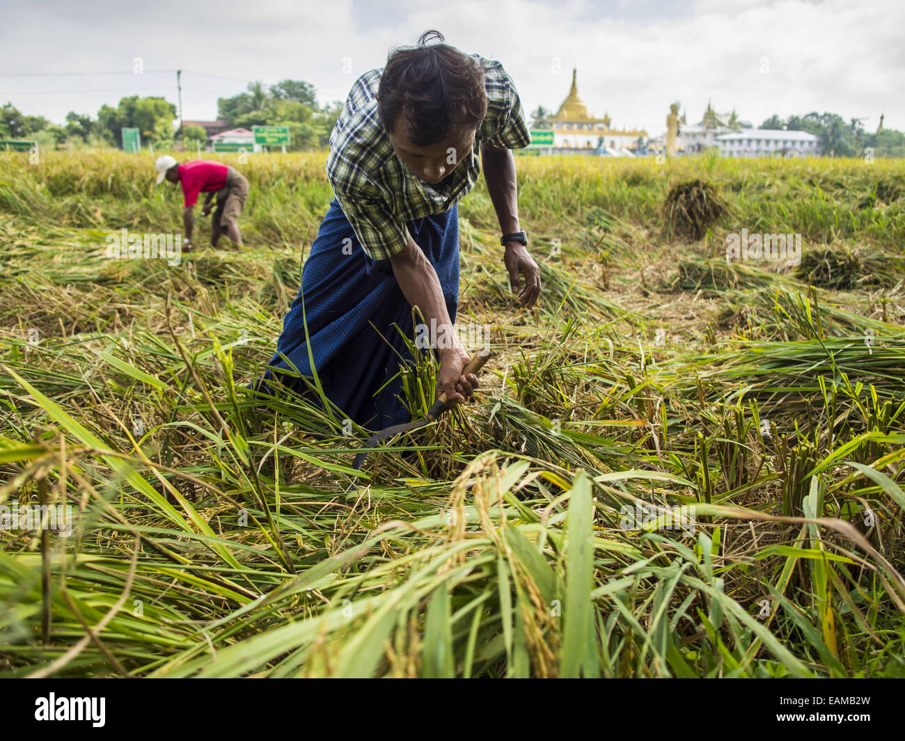 Rice exporter hi-res stock photography and images - Alamy