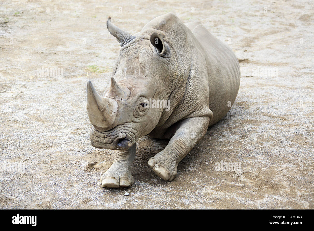 Southern White Rhinoceros Stock Photo - Alamy
