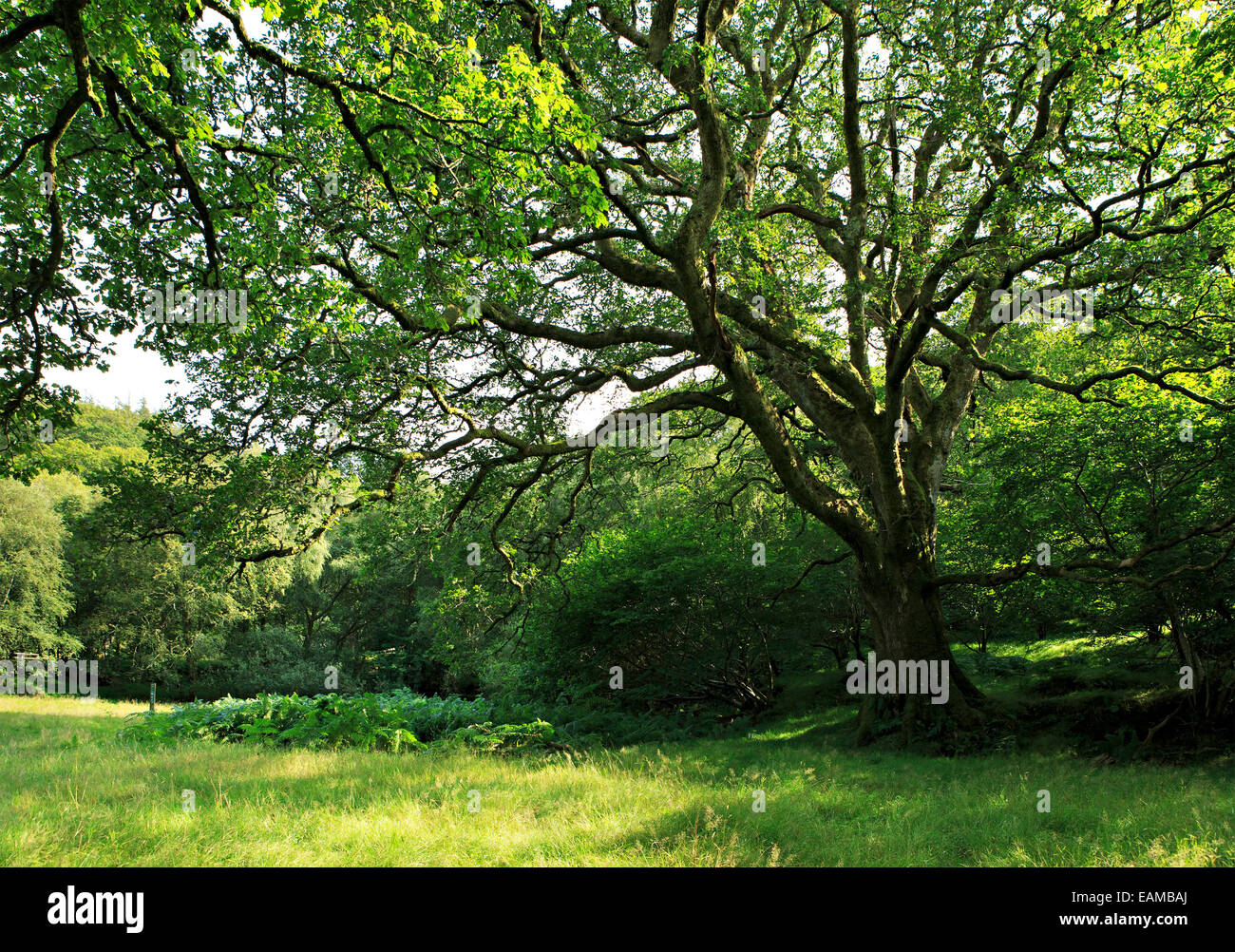 Beautiful spreading tree in Wicklow Stock Photo - Alamy
