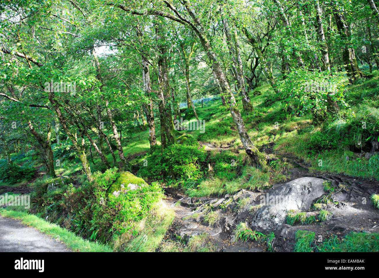 Beautiful deciduous forest after the rain Stock Photo - Alamy