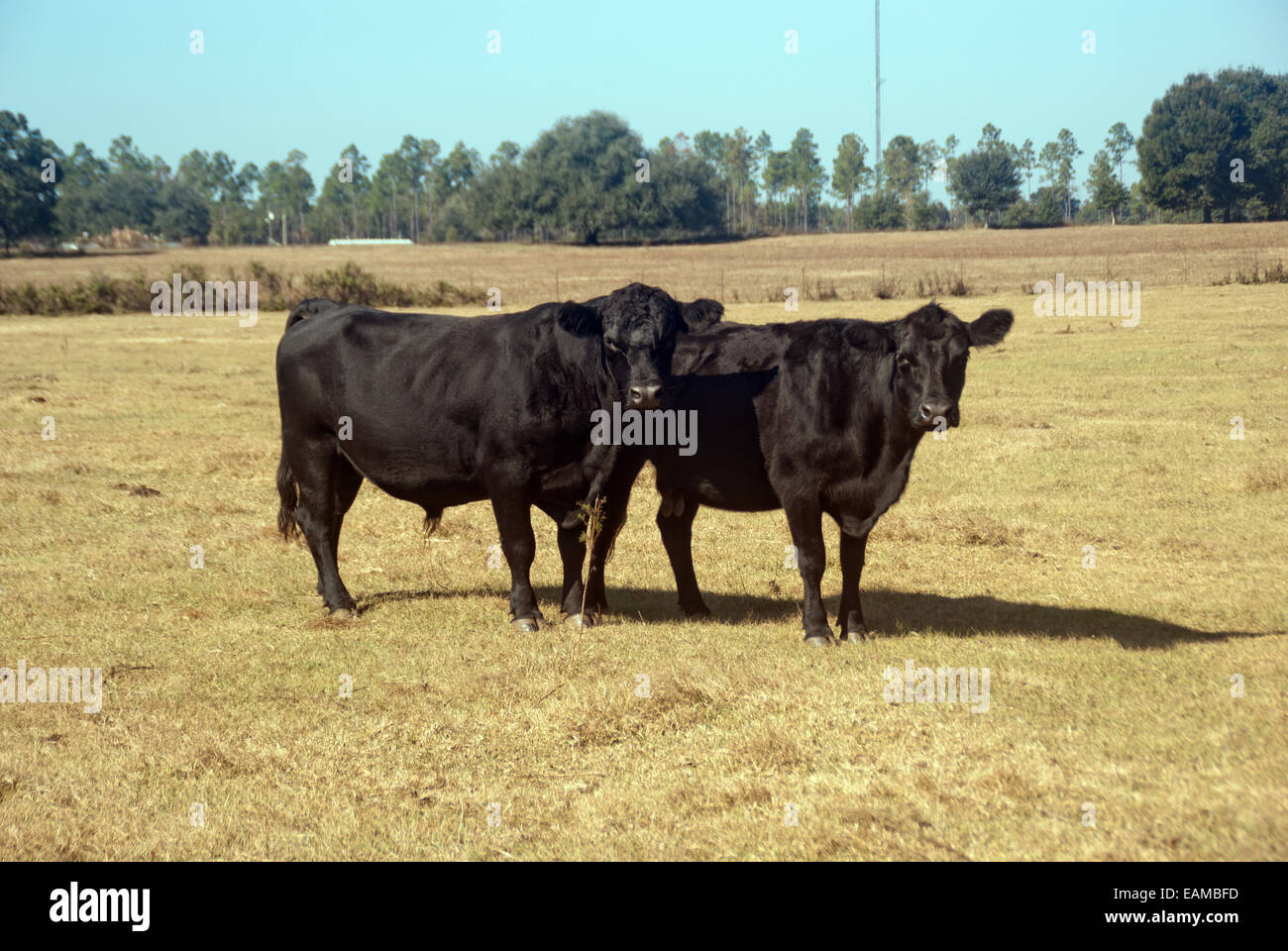 Cows standing in a field Stock Photo - Alamy