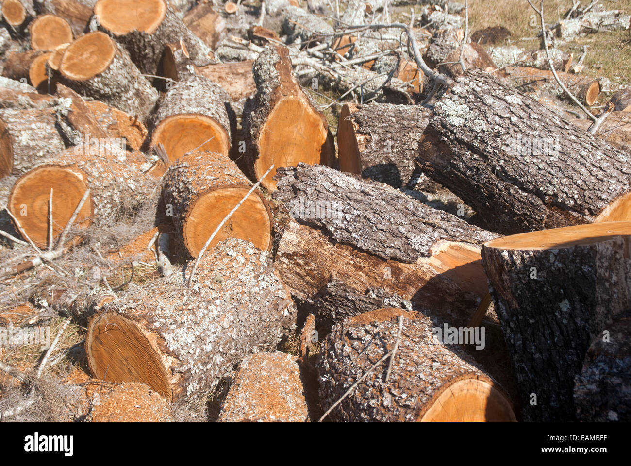 Cut bark hi-res stock photography and images - Alamy