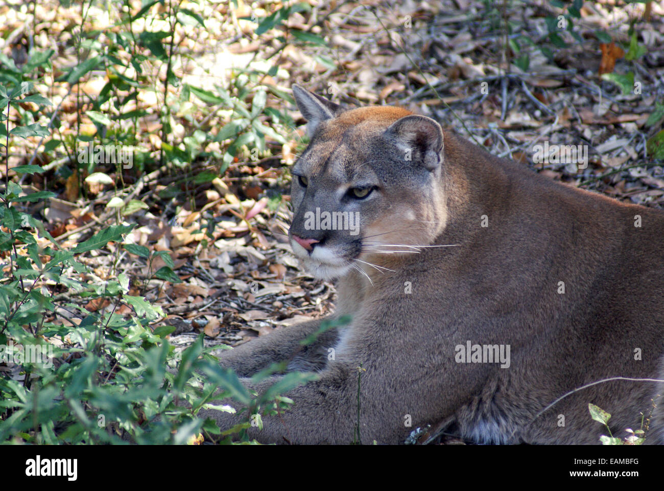 Florida panther hi-res stock photography and images - Alamy