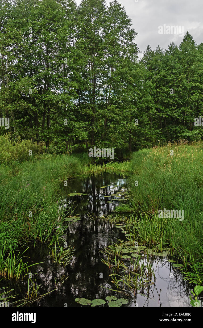 Forest landscape with wild river Stock Photo - Alamy