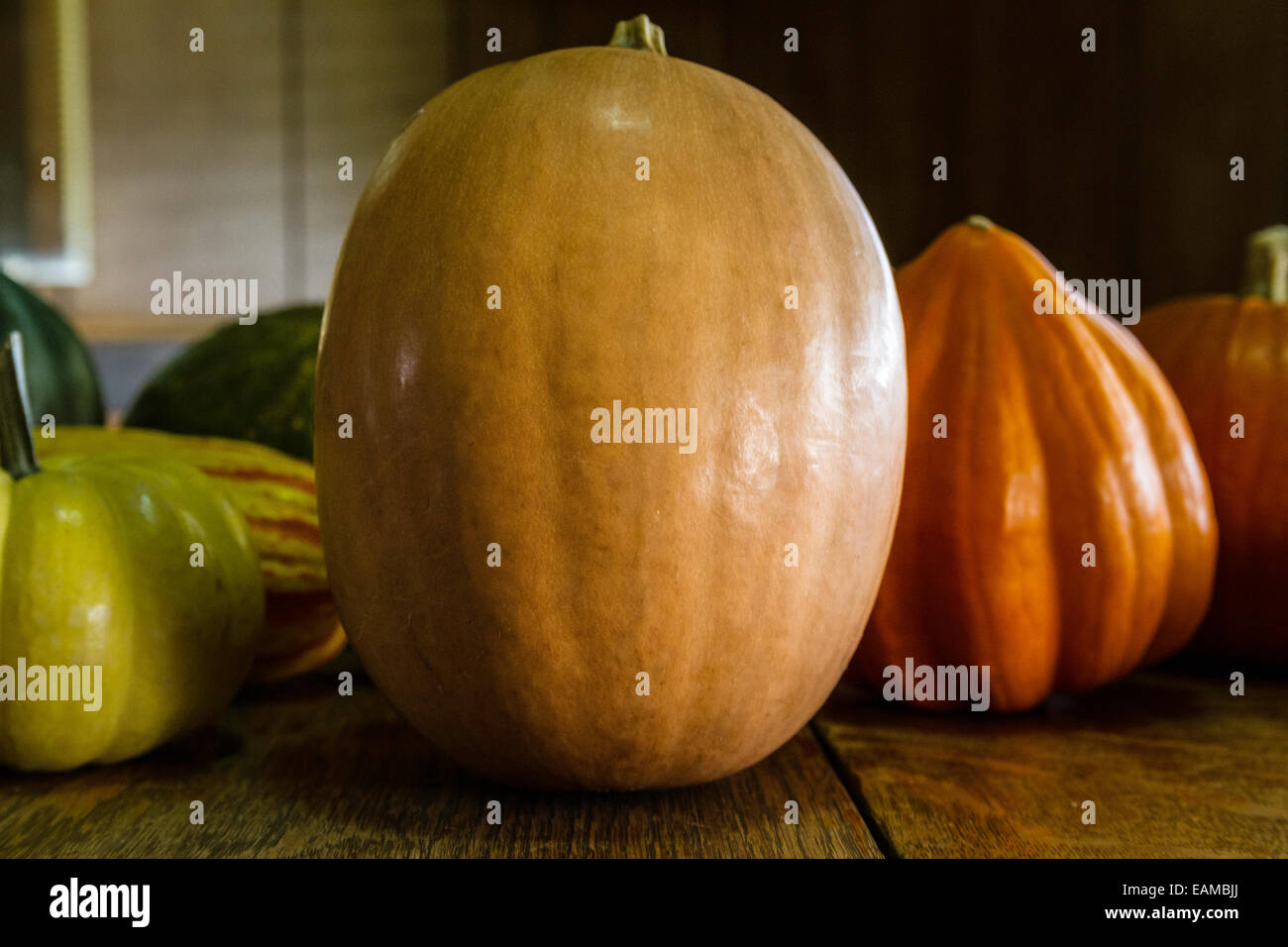 A Butternut Pumpkin Cross Squash Stock Photo - Alamy