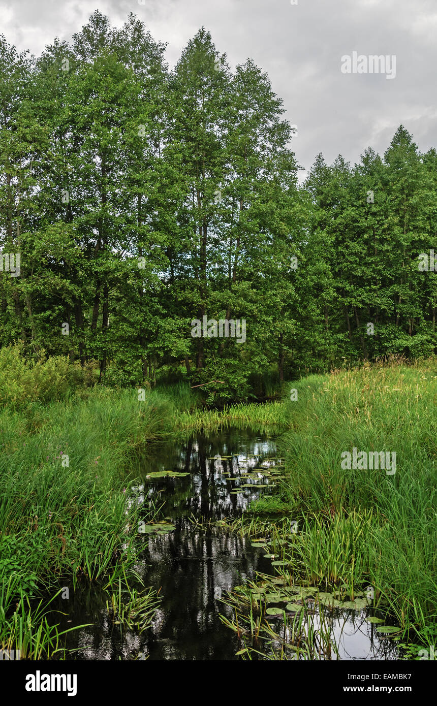 Forest landscape with wild river Stock Photo - Alamy