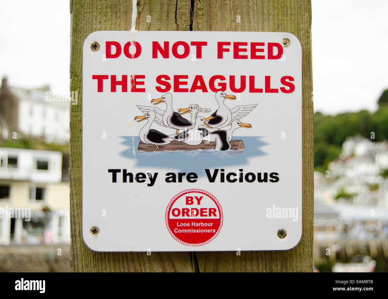 Do Not Feed The Seagulls Sign in Looe, Cornwall, UK Stock Photo - Alamy