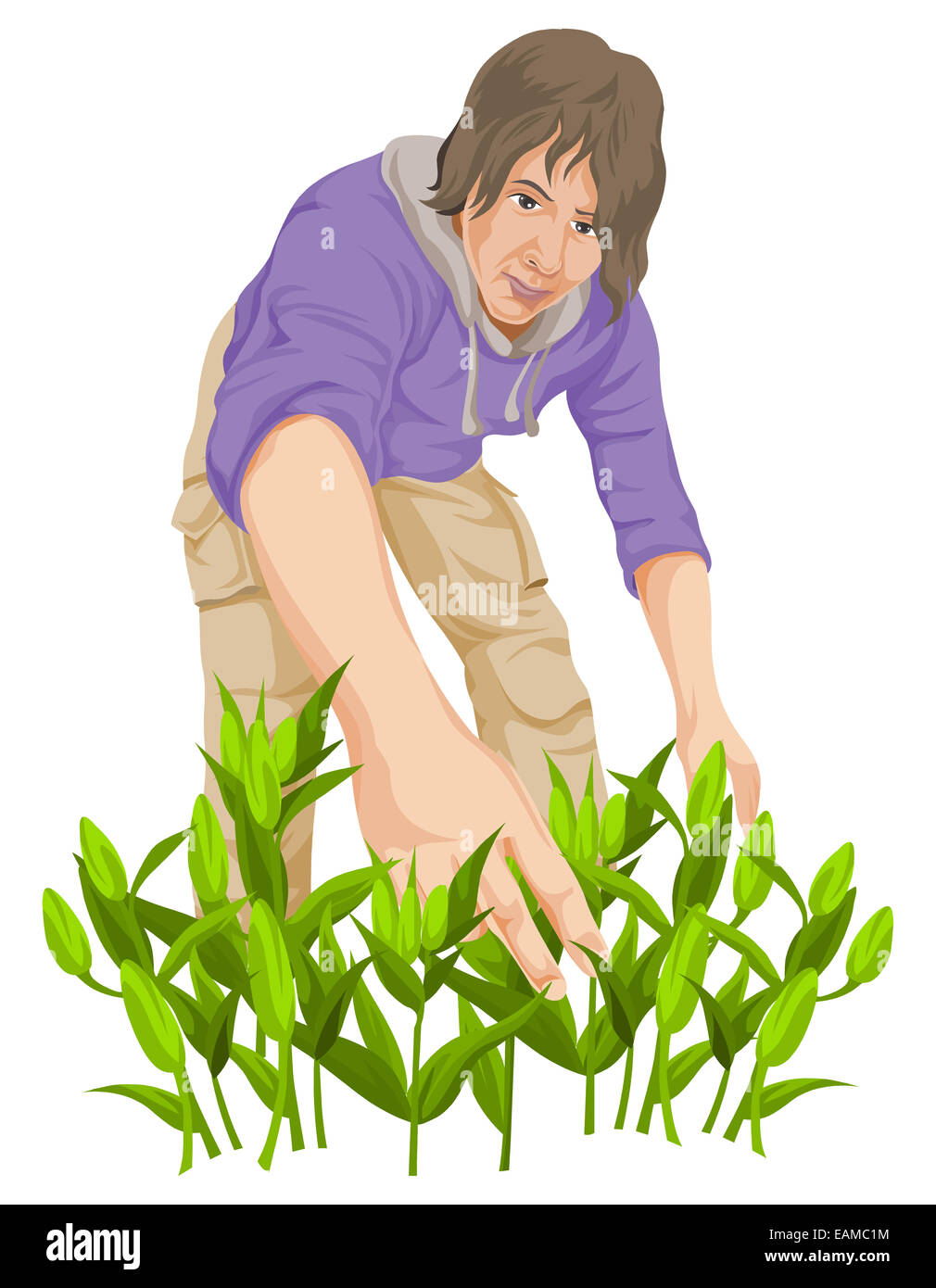 Vector illustration of man plucking vegetables in farm Stock Photo - Alamy