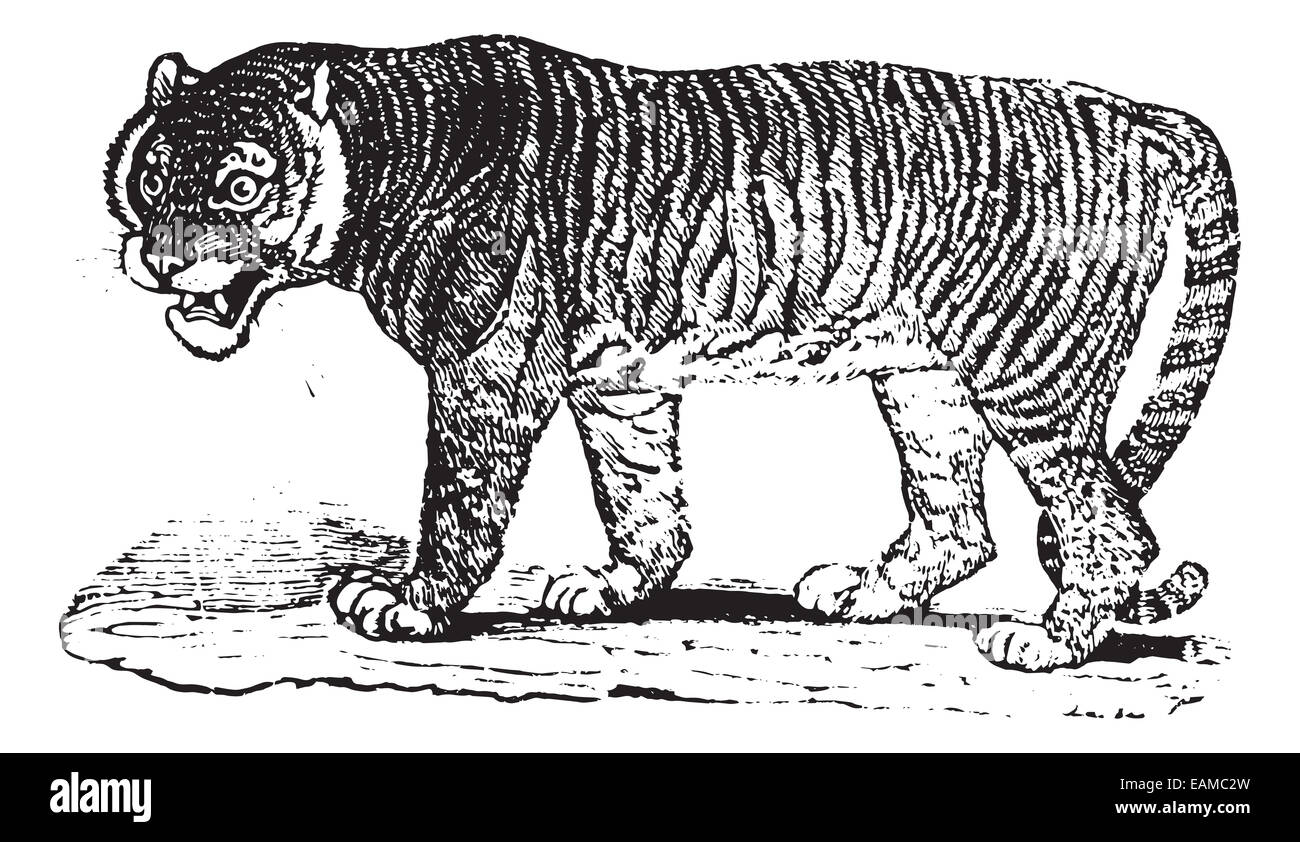 Close up of a Tiger, vintage engraved illustration. Animaux Sauvages et ...