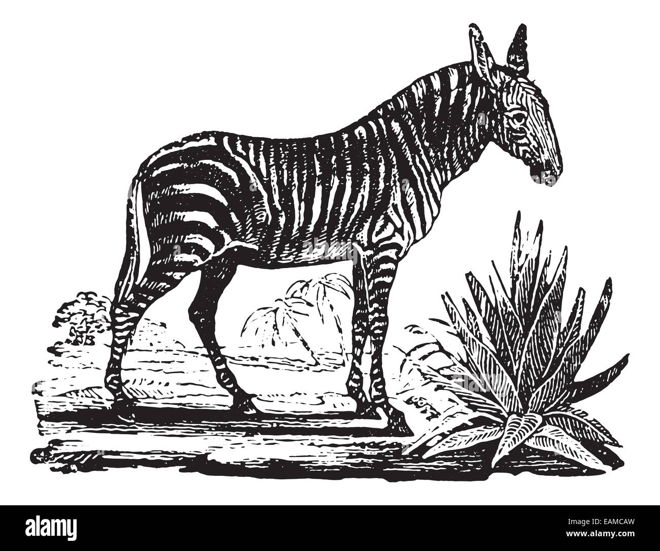 Natural zebra picture Cut Out Stock Images & Pictures - Alamy
